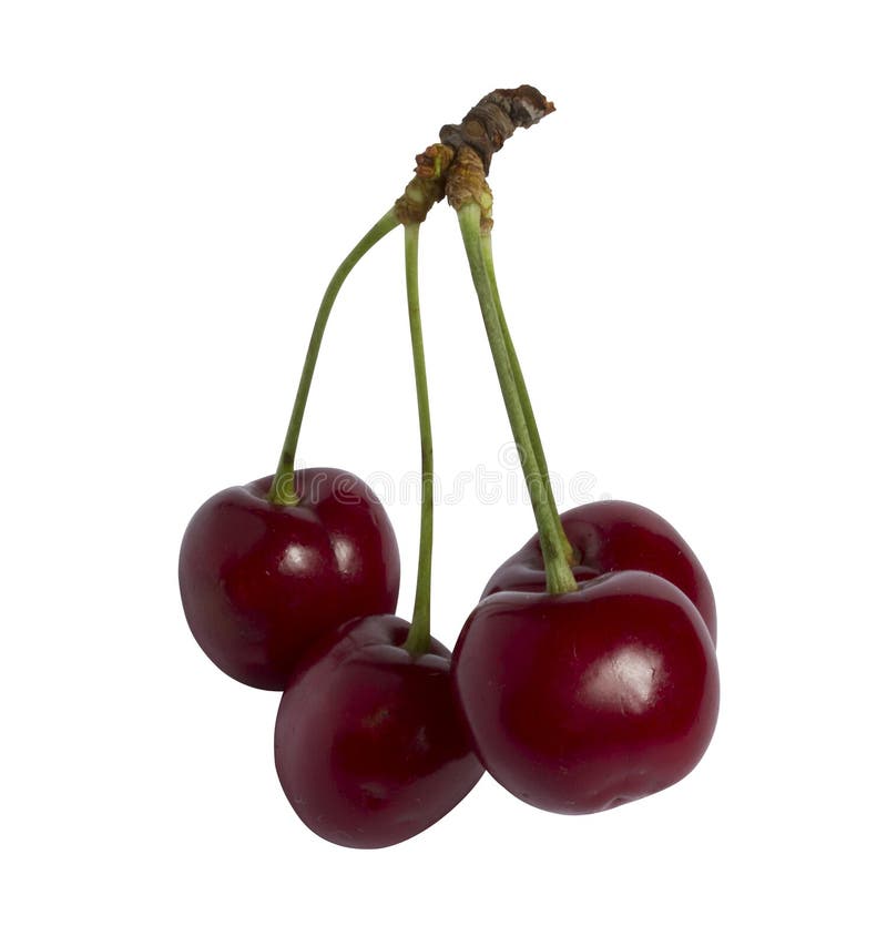 Four cherry on white stock photo. Image of lush, fruit - 36716814