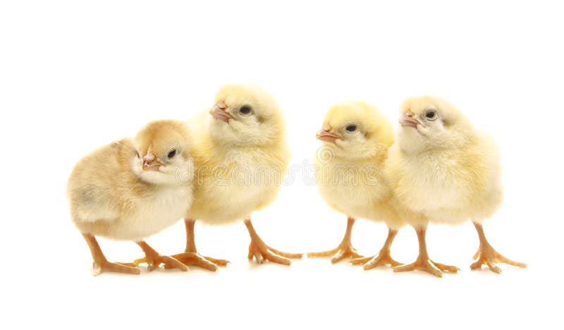 Little baby chicken stock photo. Image of bird, chicken - 22544944