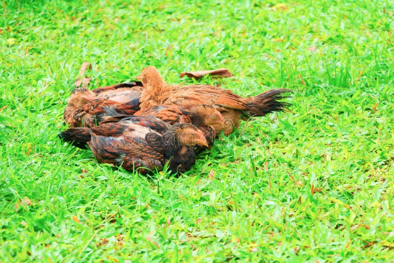 Chicken sleeping stock image. Image of farm, comb, long - 19167981