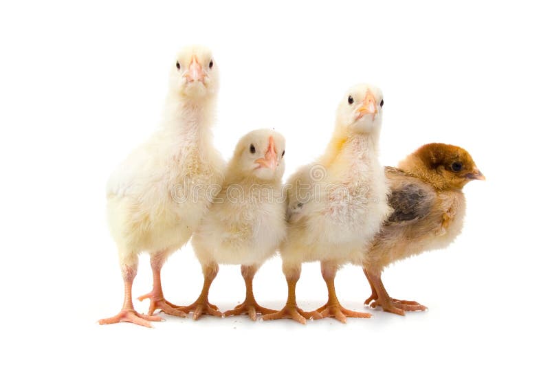 Four chickens stock photo. Image of brown, little, four - 15580840