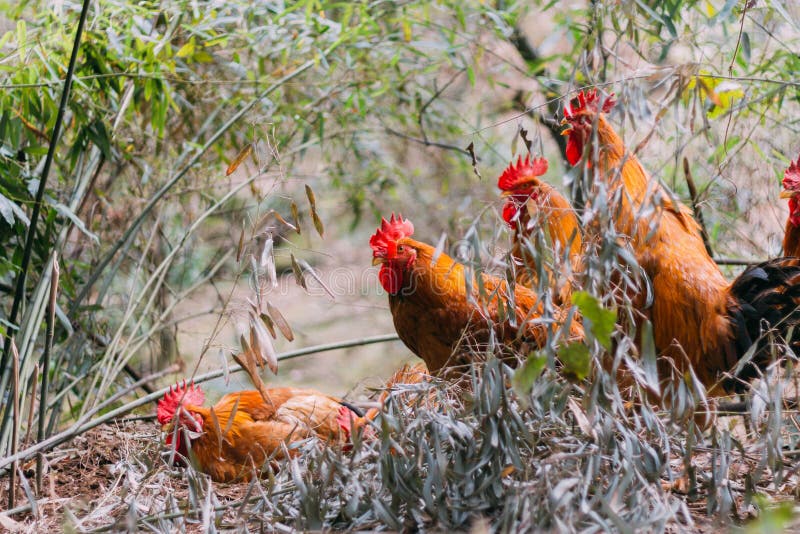 Four Chickens in Line Looking at the Camera Stock Image - Image of ...