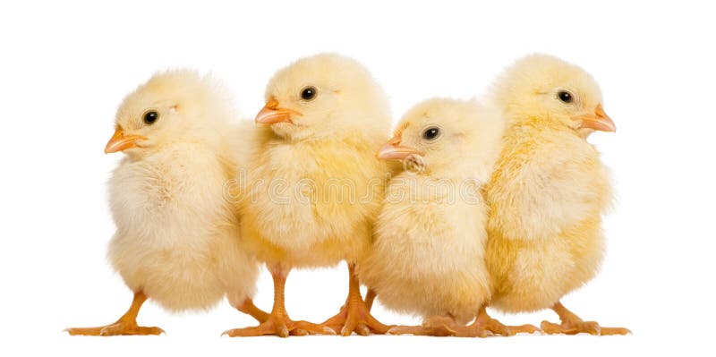Four Chicks In A Row (8 Days Old), Isolated Stock Photo - Image: 41996068