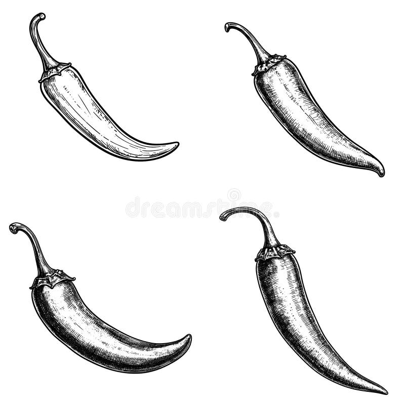 Four Chili Pepper Drawings in Black and White Stock Photo ...