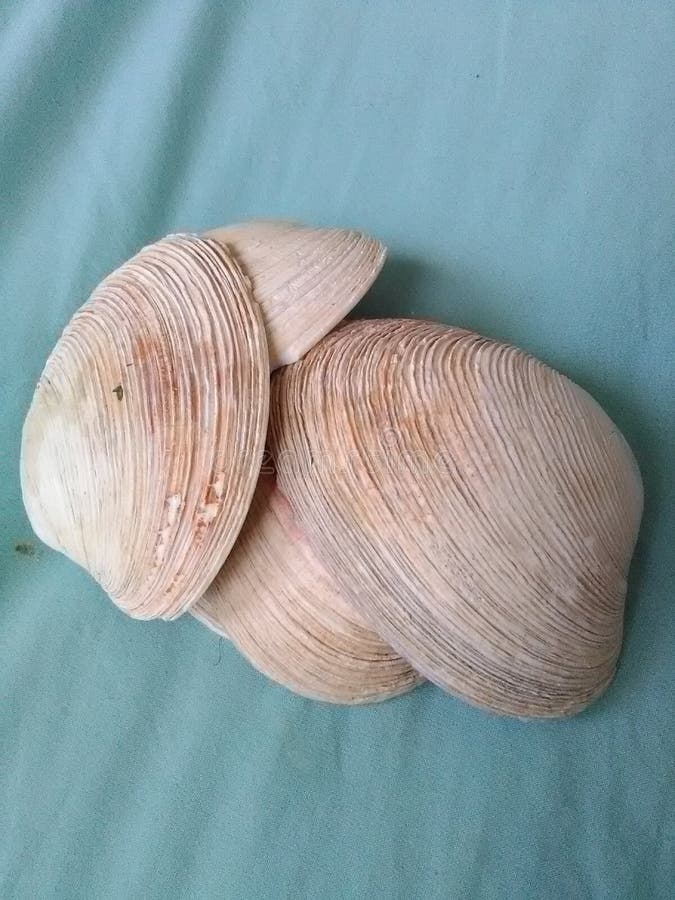 Four Shells with Ridges in a Pile. Stock Photo - Image of piled, shells ...