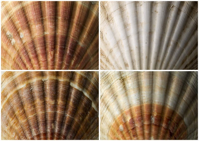 Four Close up of Seashells stock photo. Image of creature - 35232696