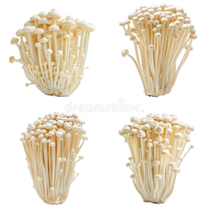 Four Clusters of Enoki Mushrooms Stock Photo - Illustration of food ...