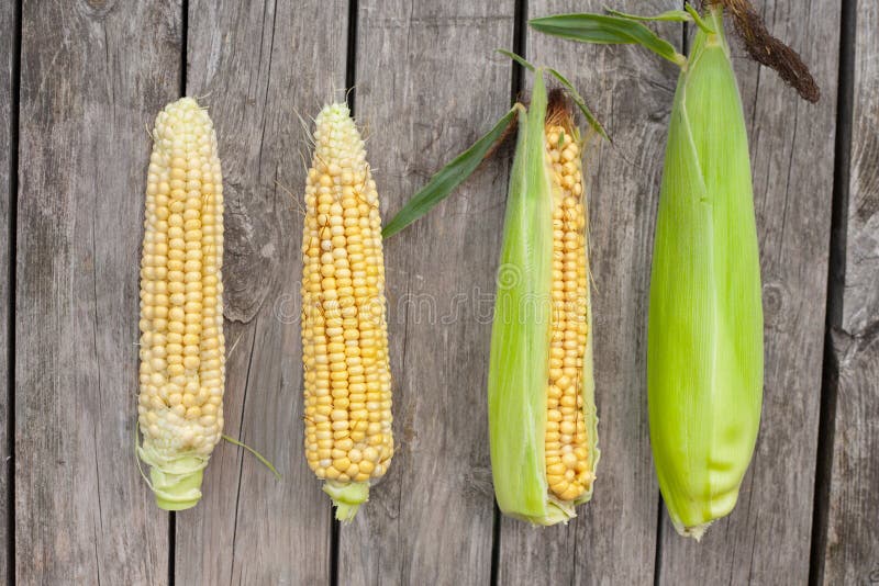 Four Cobs of Fresh Corn Lie on a Wooden Table. Top View Stock Photo ...