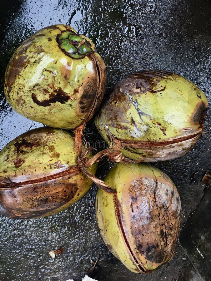 Coconuts stock image. Image of four, coconuts, wallpaper - 206810057