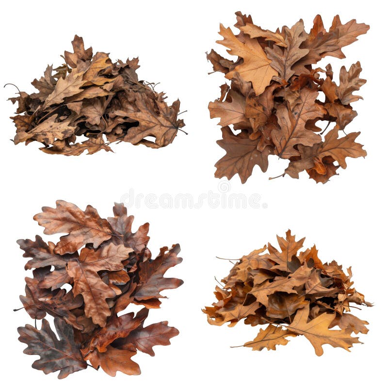 Four Collections of Dried Oak Leaves Stock Illustration - Illustration ...
