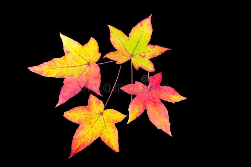 Four Colored Autumn Leaves on Black Background Stock Photo - Image of ...