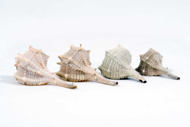 Four conch seashells stock photo. Image of still, shell - 3734040