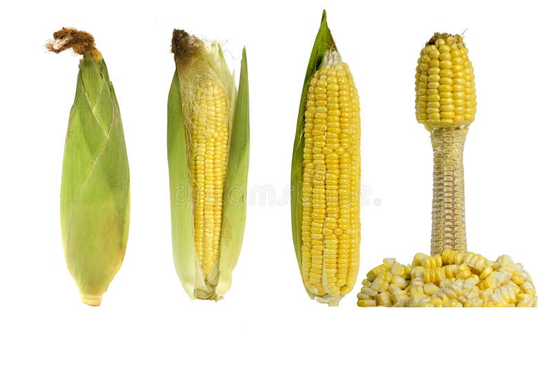Four Corn Combination on a White Background Stock Photo - Image of ...