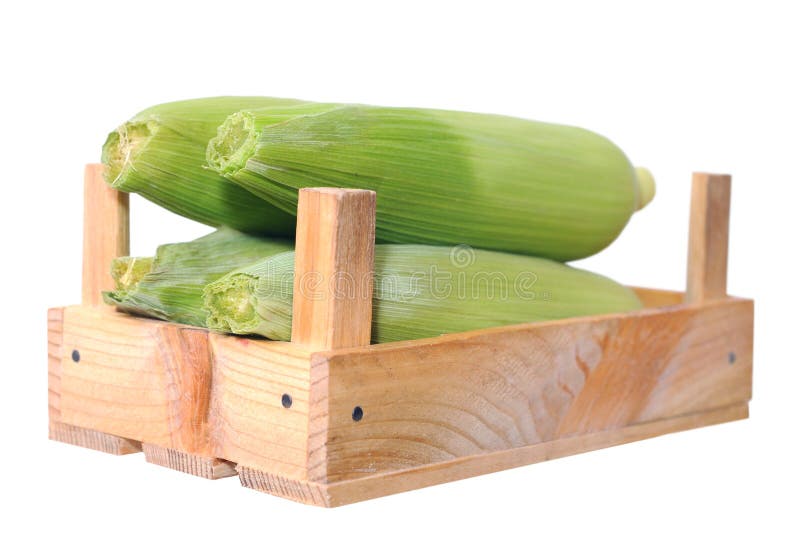 Corn in crate stock photo. Image of isolate, ripe, fresh - 49384796