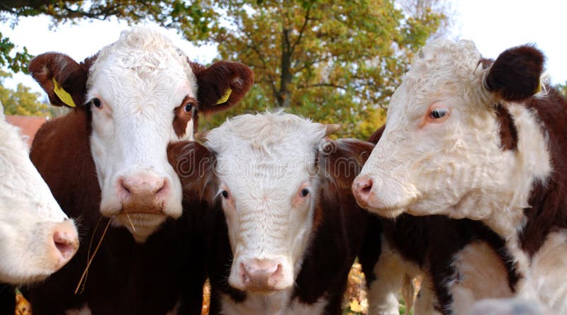 Three cows stock photo. Image of face, friends, team, three - 462700