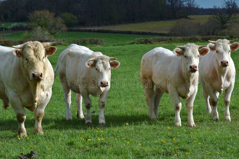 Four cows stock image. Image of milk, agriculture, white - 1028937