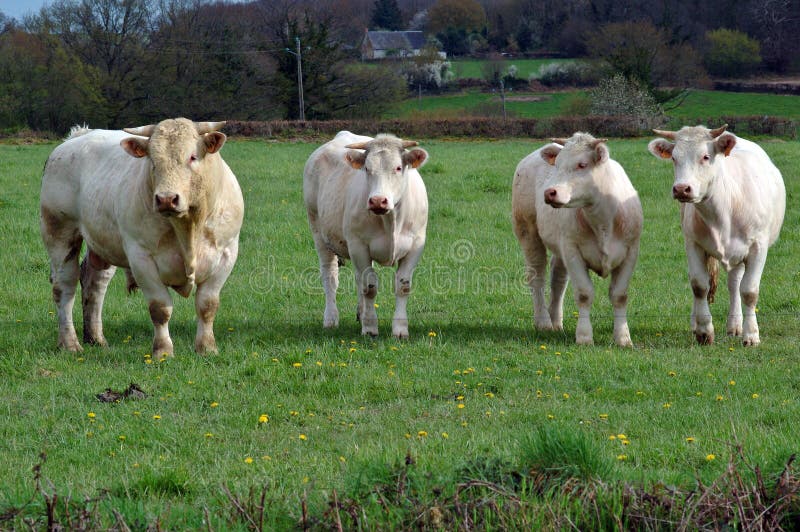 Limousin calves stock photo. Image of beef, meat, bull - 20757064