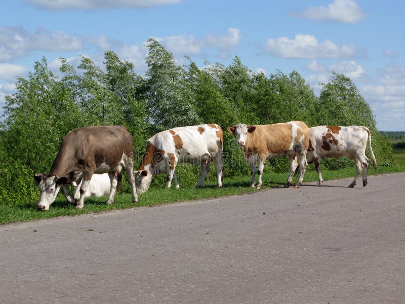 Four cows stock image. Image of agricultural, livestock - 16961311