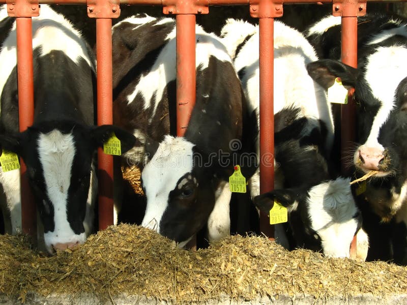 Four cows eating fodder stock photo. Image of farm, ranch - 9241504