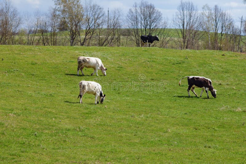 Four cows on green pasture stock photo. Image of countryside - 92095674