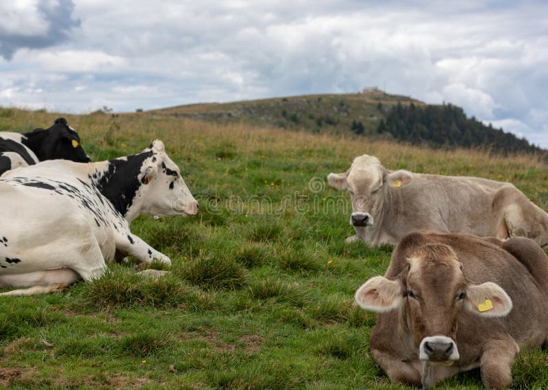 Cows Resting in the Meadows Stock Photo - Image of grass, agriculture ...