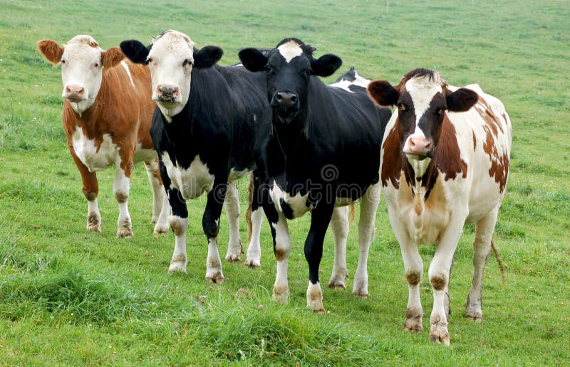 Four Cows in a Row stock photo. Image of tame, dairy - 12243952