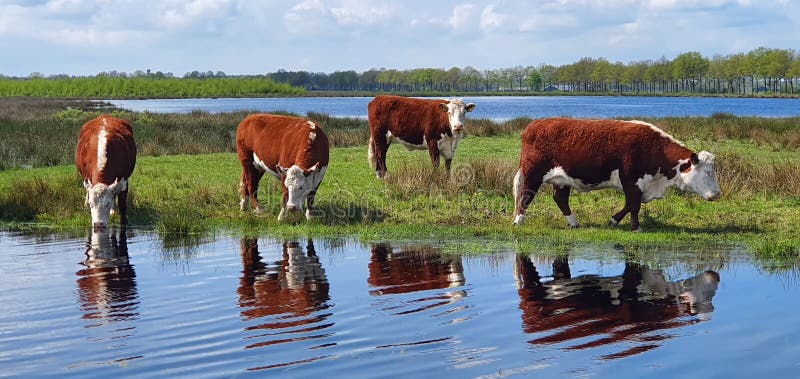 Four cows in a row stock photo. Image of animals, farm - 219870734