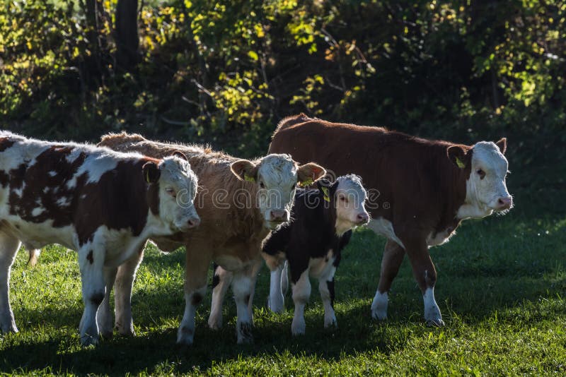 Four Cows in a Row Look on a Green Pasture Stock Image - Image of ...