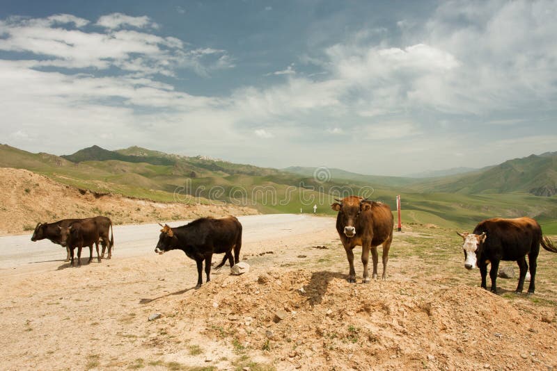 Four Cows Standing on a Country Road between the Mountains Stock Image ...