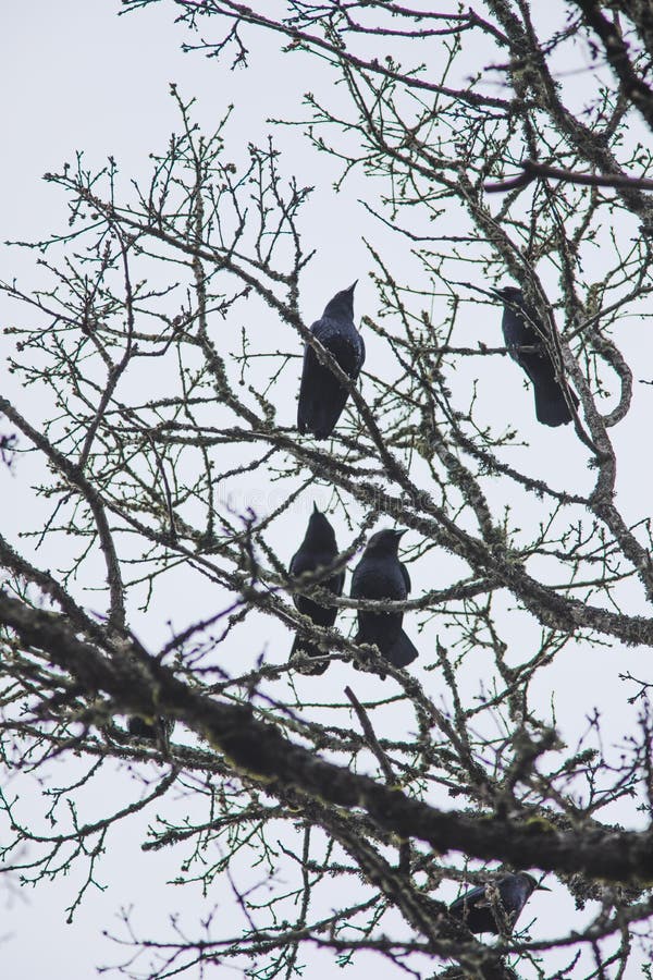 Four Crows in Winter Tree stock photo. Image of barren - 199325994