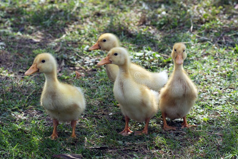 Four Cute Ducklings are Grouped Together in Nature Stock Image - Image ...