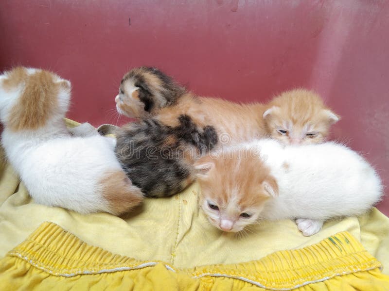 Four Cute Kittens are Playing Around Stock Photo - Image of cute ...
