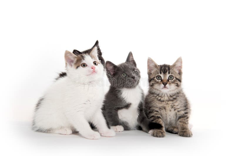 Cute Four-week-old Kitten On White Stock Photo - Image of kitten ...