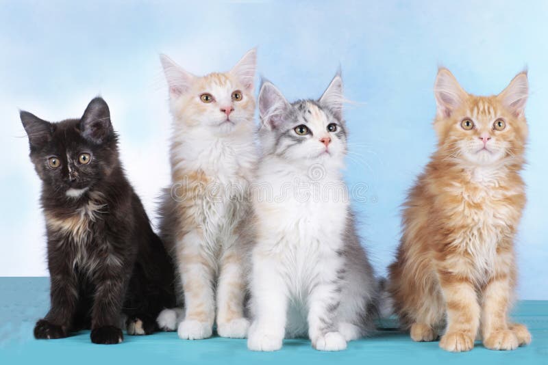 Cute Maine Coon Kitten in Large Tea Cup Stock Photo - Image of purebred ...