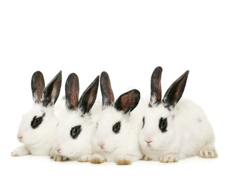 25,431 Cute Rabbits Stock Photos - Free & Royalty-Free Stock Photos ...