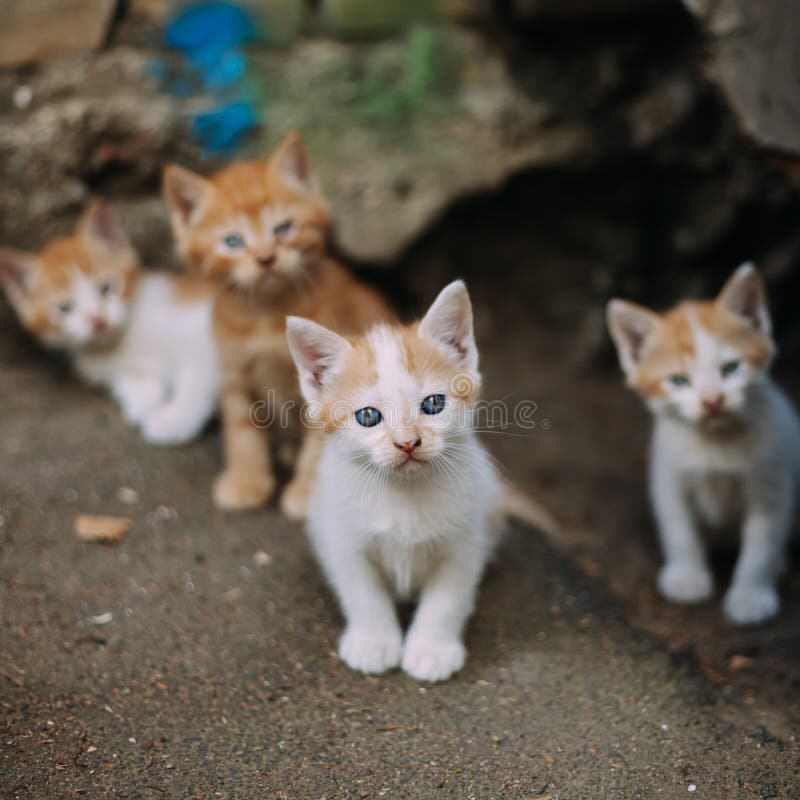 Four Cute Small Stray White and Ginger Kittens Stock Image - Image of ...