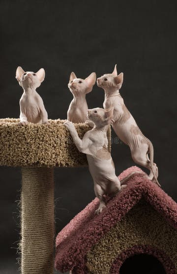 Four cute sphinx kitten stock image. Image of camera - 11041139