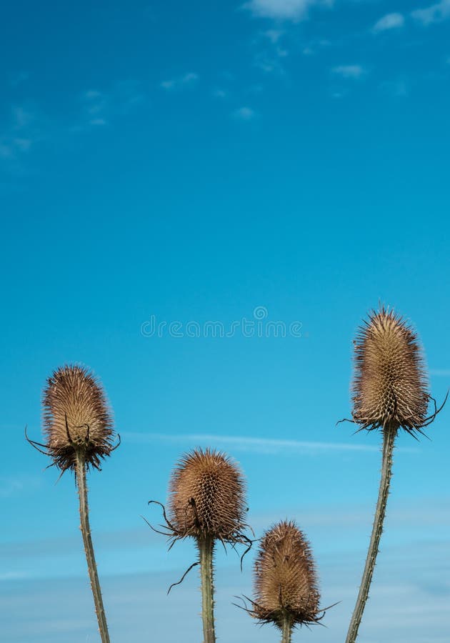 Four Cutleaf Teasel Heads Against a Blue Sky Stock Image - Image of ...
