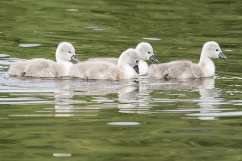 Four Cygnets on Southampton Common Stock Image - Image of hampshire ...