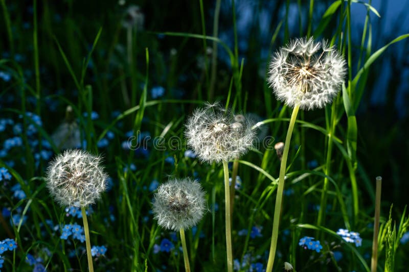 Four Dandelion Fluff. Spring Flowers, Light on the Dandelion Flowers ...