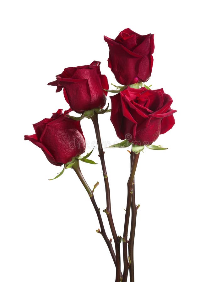 Four Dark Red Roses Isolated White Background Stock Photos - Free ...