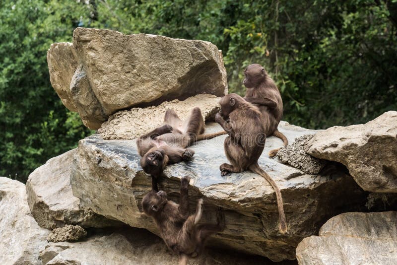 Four Dear Gelada Monkeys Having Fun on a Rock Stock Photo - Image of ...