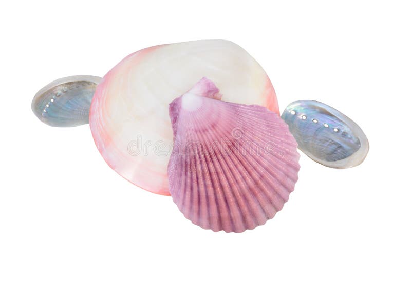 Four decorative shells stock photo. Image of smooth, seashell - 72728752
