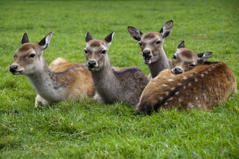 Four deer stock photo. Image of animals, animal, japanese - 26403126