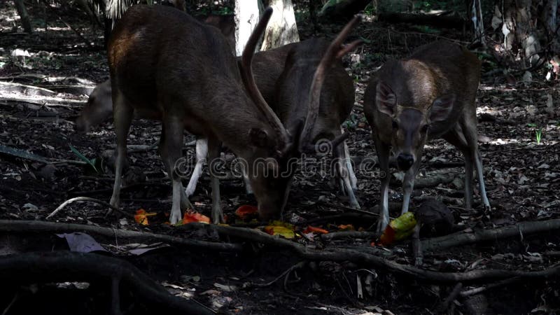 Four Deer Feeding on Tree Roots Stock Video - Video of deer, serene ...