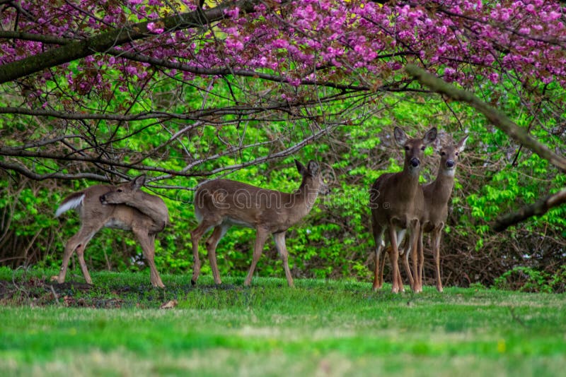 Four deer stock photo. Image of animals, animal, japanese - 26403126