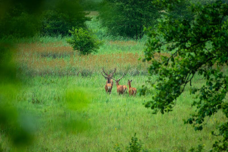 Four Deer Walking through Tall Grass on a Meadow Stock Photo - Image of ...