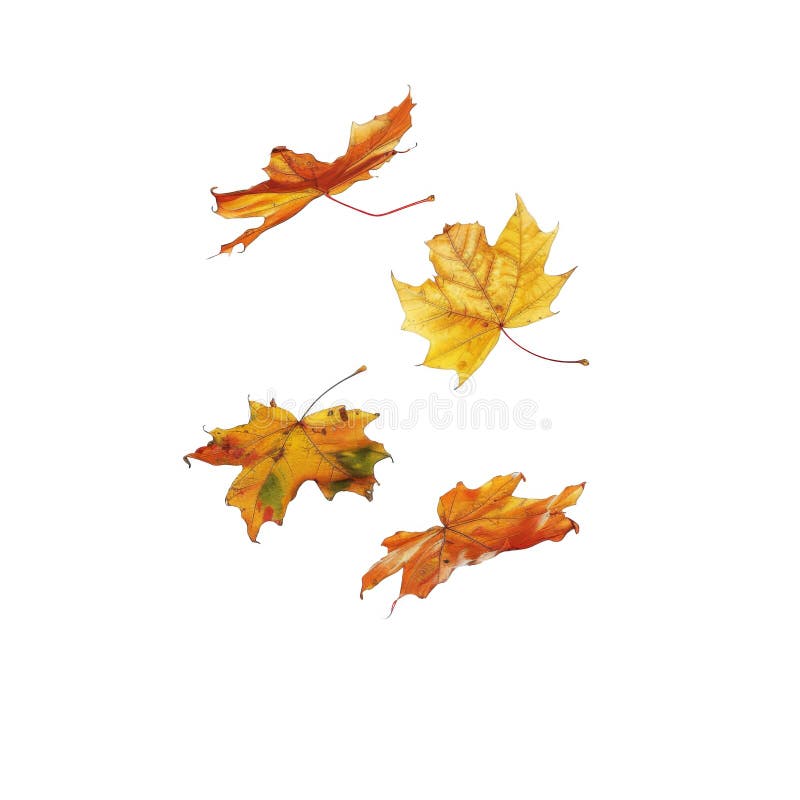 Four Delicate Fall Leaves Against a Black Background Stock Image ...