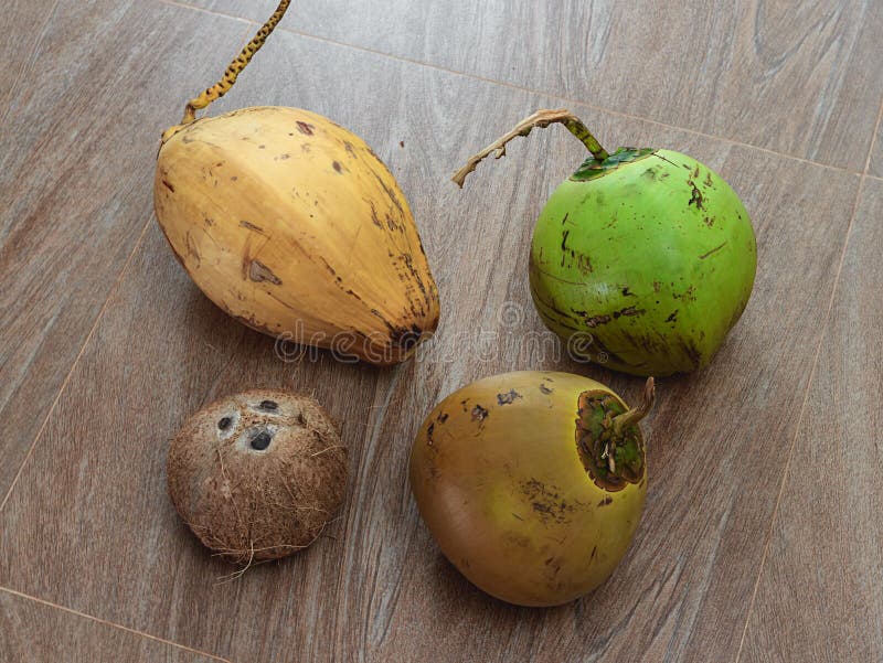 Four Different Coconuts on Table Stock Photo - Image of comparing ...