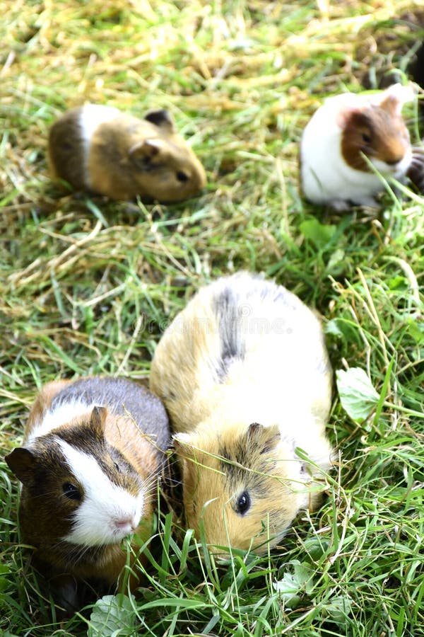 Four Different Colored Hamsters Eating in the Wild in a Meadow.the ...