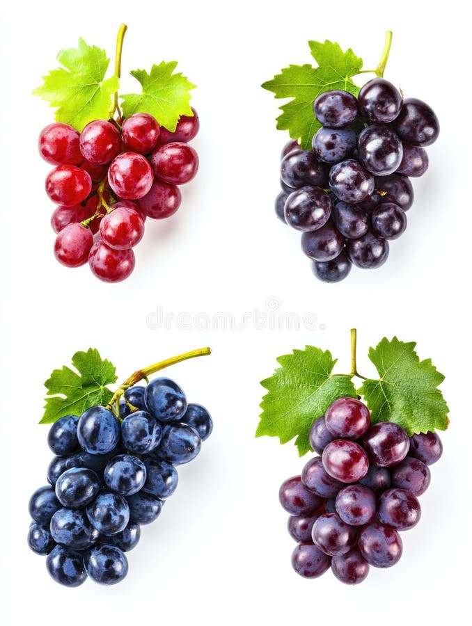 Four Different Grape Types stock image. Image of wine - 377411583